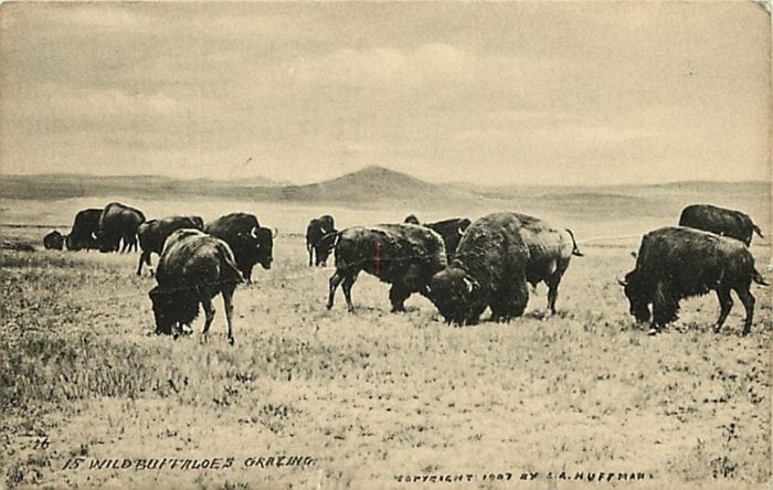 Colonel's American Buffalo Leather | Bison | Handcrafted Products | USA