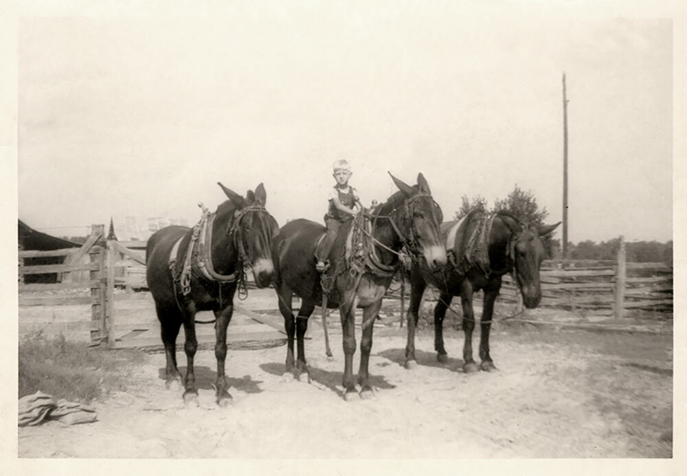 Mingling with the Mules | Colonel Littleton