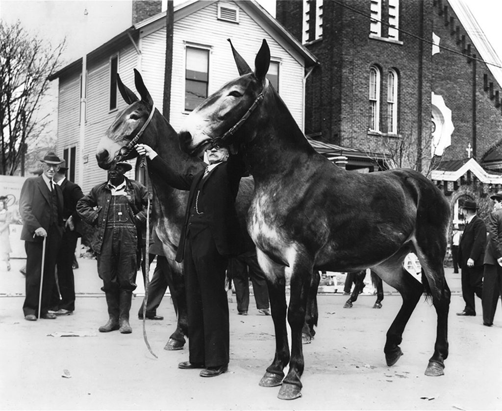 Mingling with the Mules | Colonel Littleton